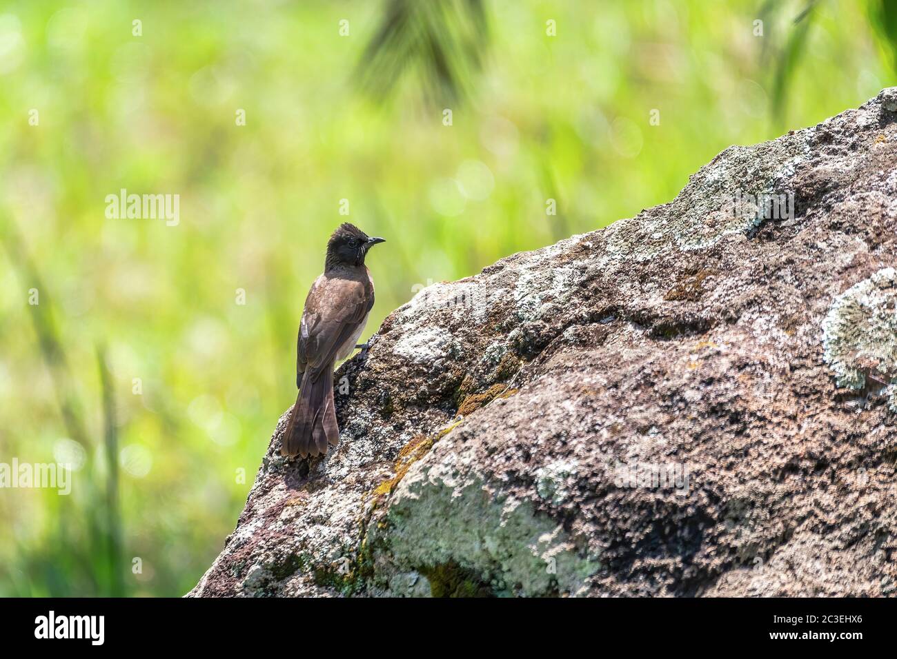 bird common bulbul Ethiopia Africa safari wildlife Stock Photo - Alamy