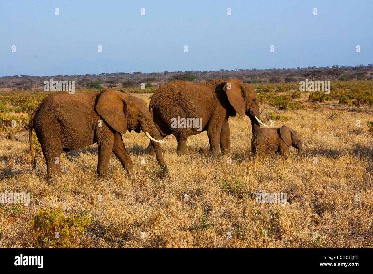 Elephant loxodonta africana cow hi-res stock photography and images - Alamy