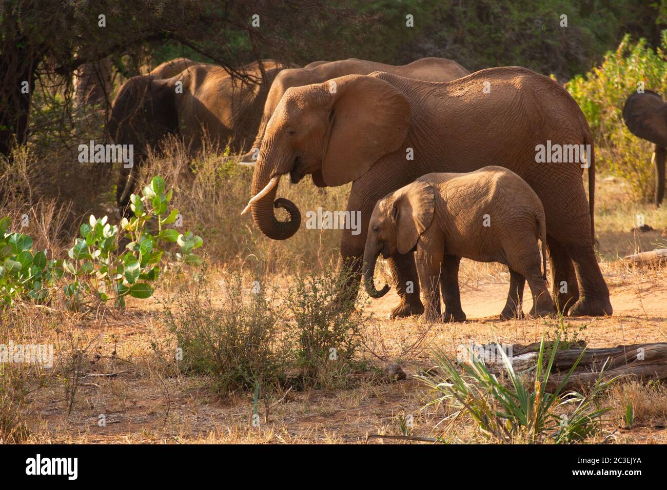 African elephant cow with calf Stock Photo - Alamy
