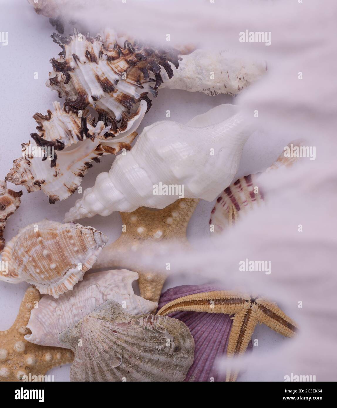 Sandy Travel background with seashell and starfish under sand overlay ...