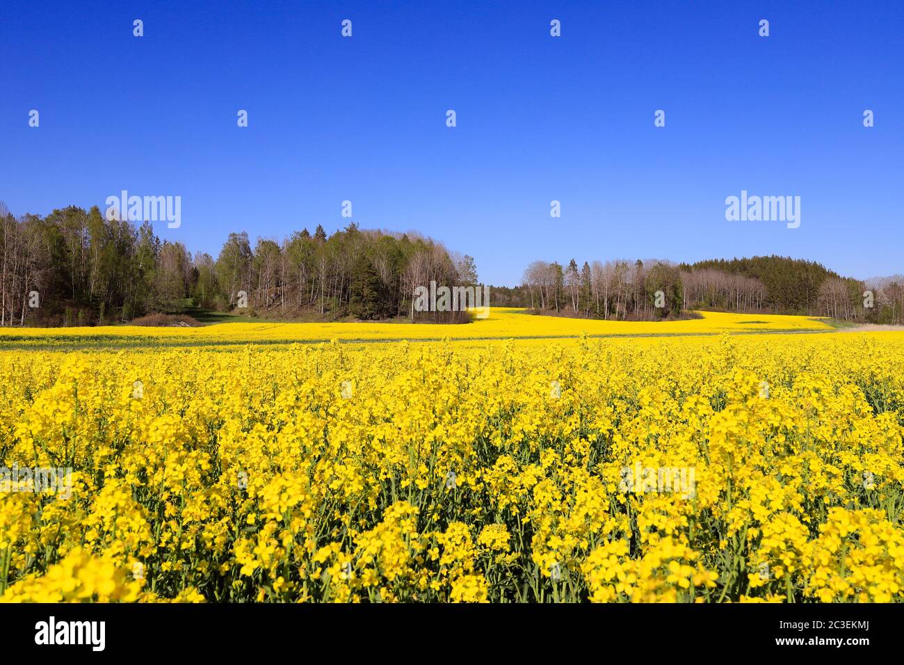 Rapeseed crops hi-res stock photography and images - Alamy