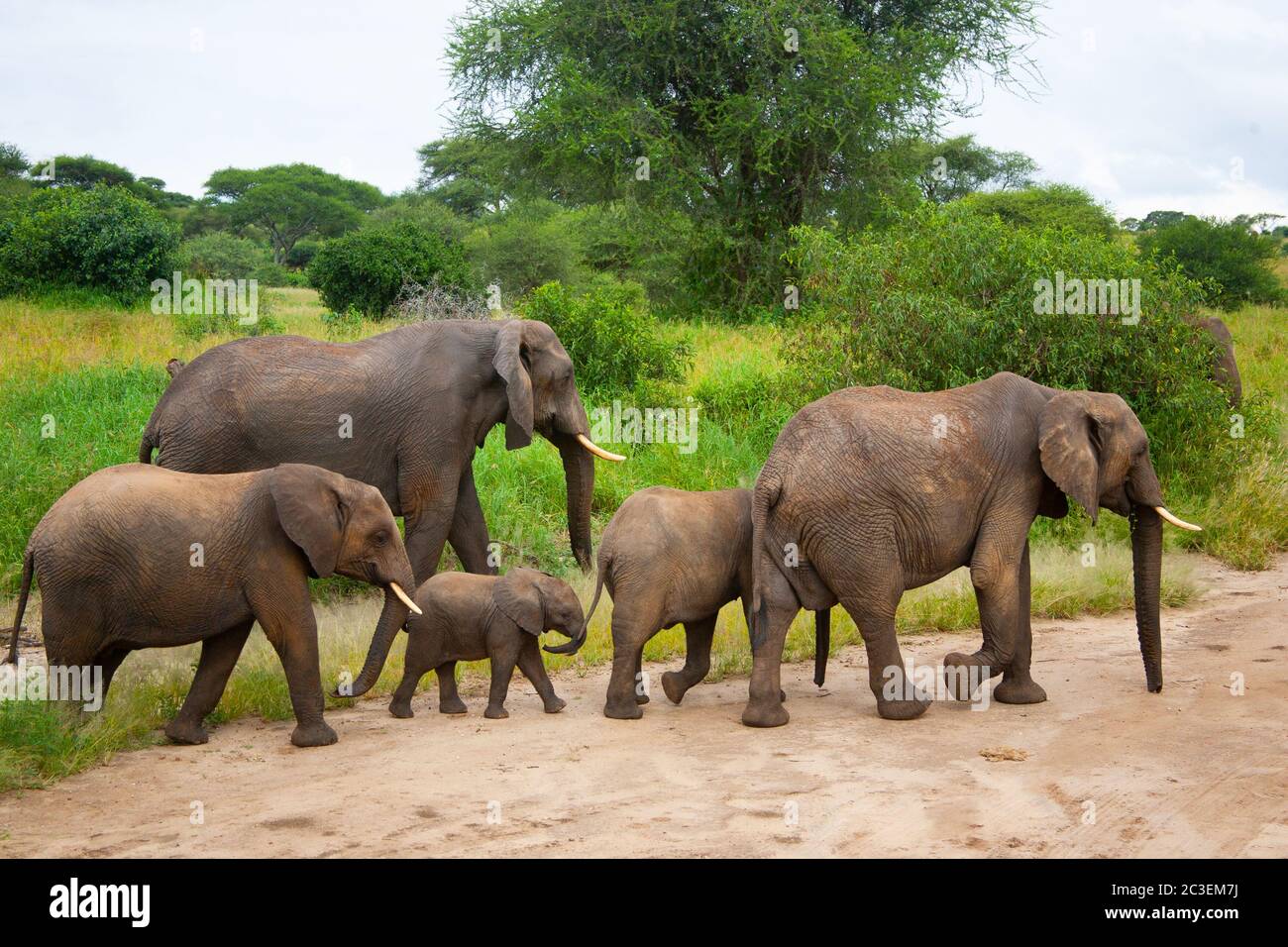 African elephant cow calf hi-res stock photography and images - Alamy