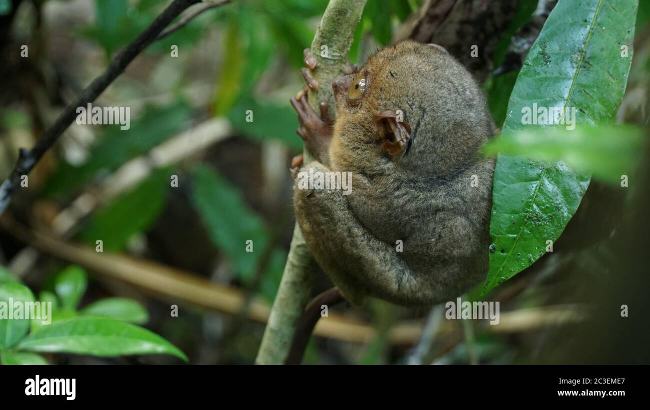 Tarsier animal on a small branch in the rain forest in Bohol ...