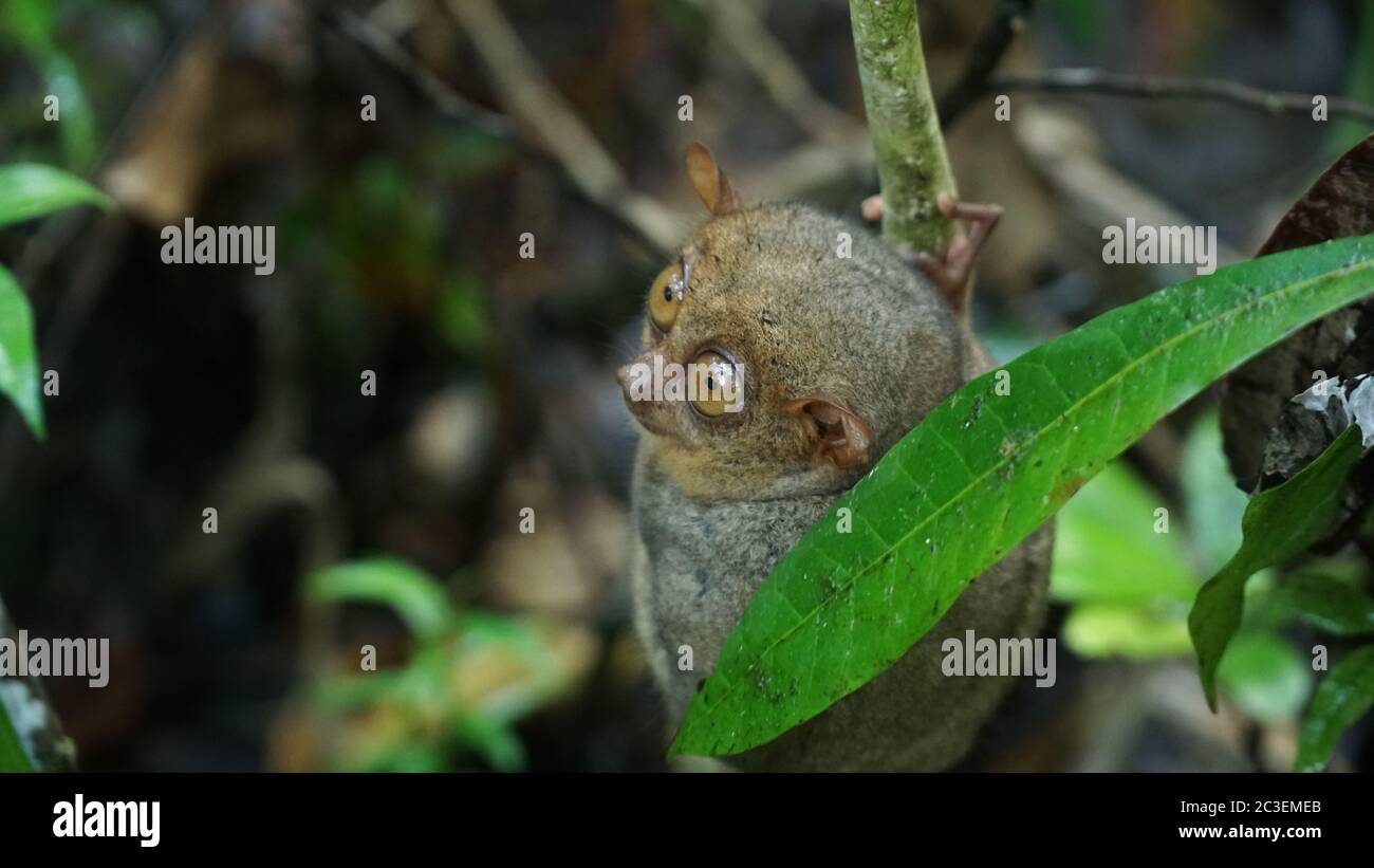Tarsier animal on a small branch in the rain forest in Bohol ...