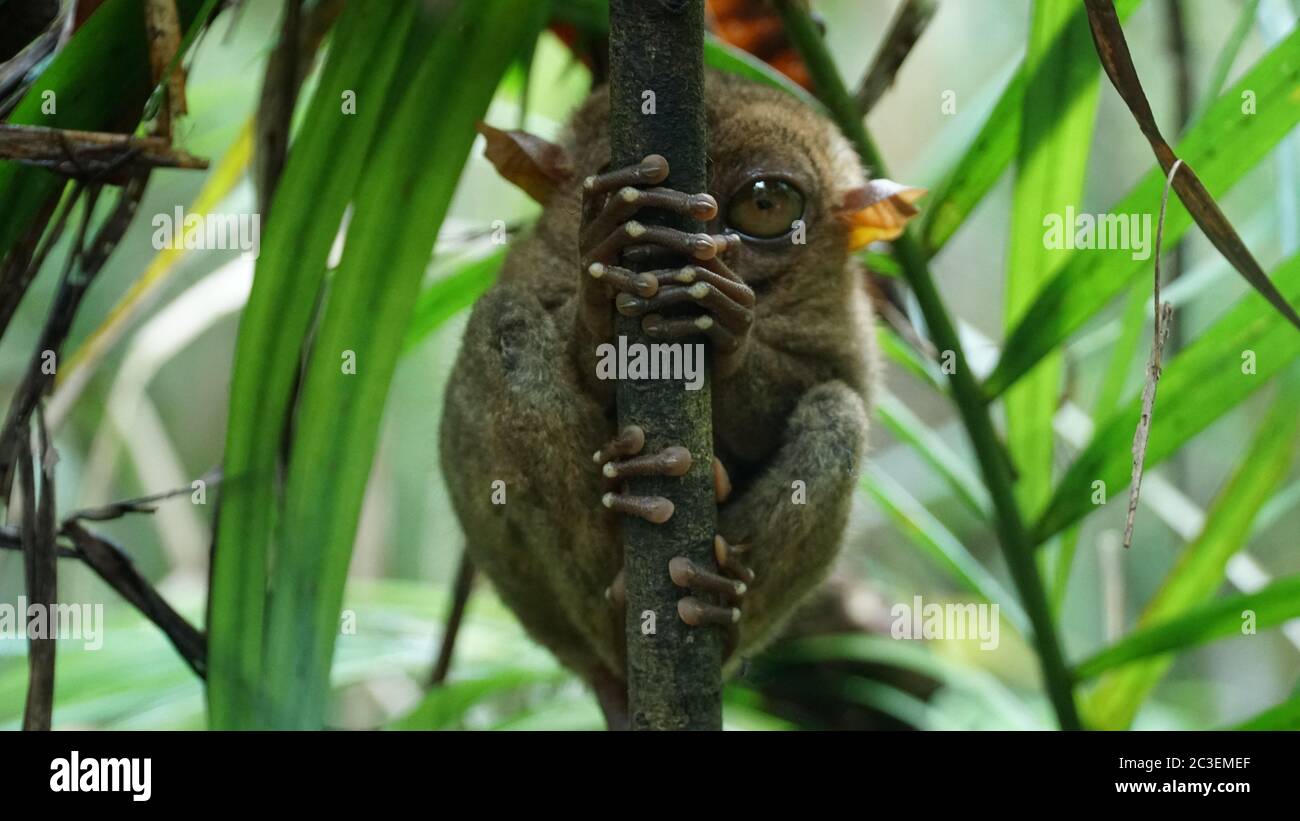 Tarsier animal on a small branch in the rain forest in Bohol ...