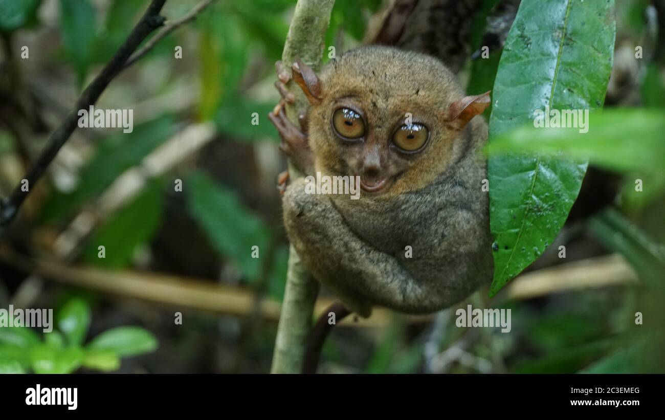 Tarsier animal on a small branch in the rain forest in Bohol ...