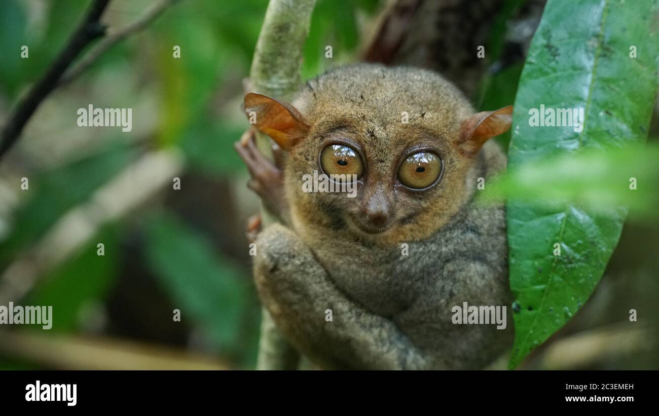 Tarsier animal on a small branch in the rain forest in Bohol ...