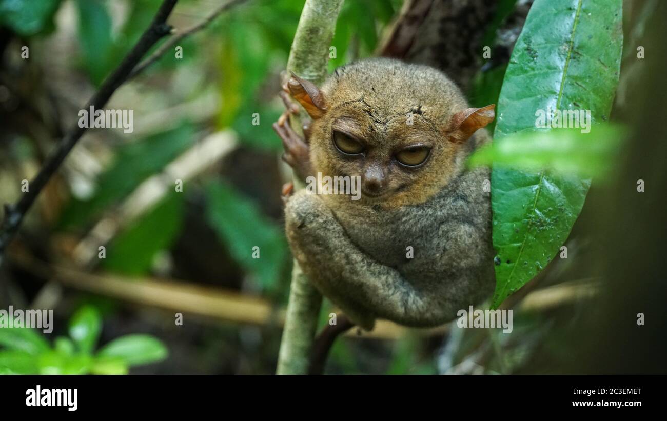 Tarsier animal on a small branch in the rain forest in Bohol ...