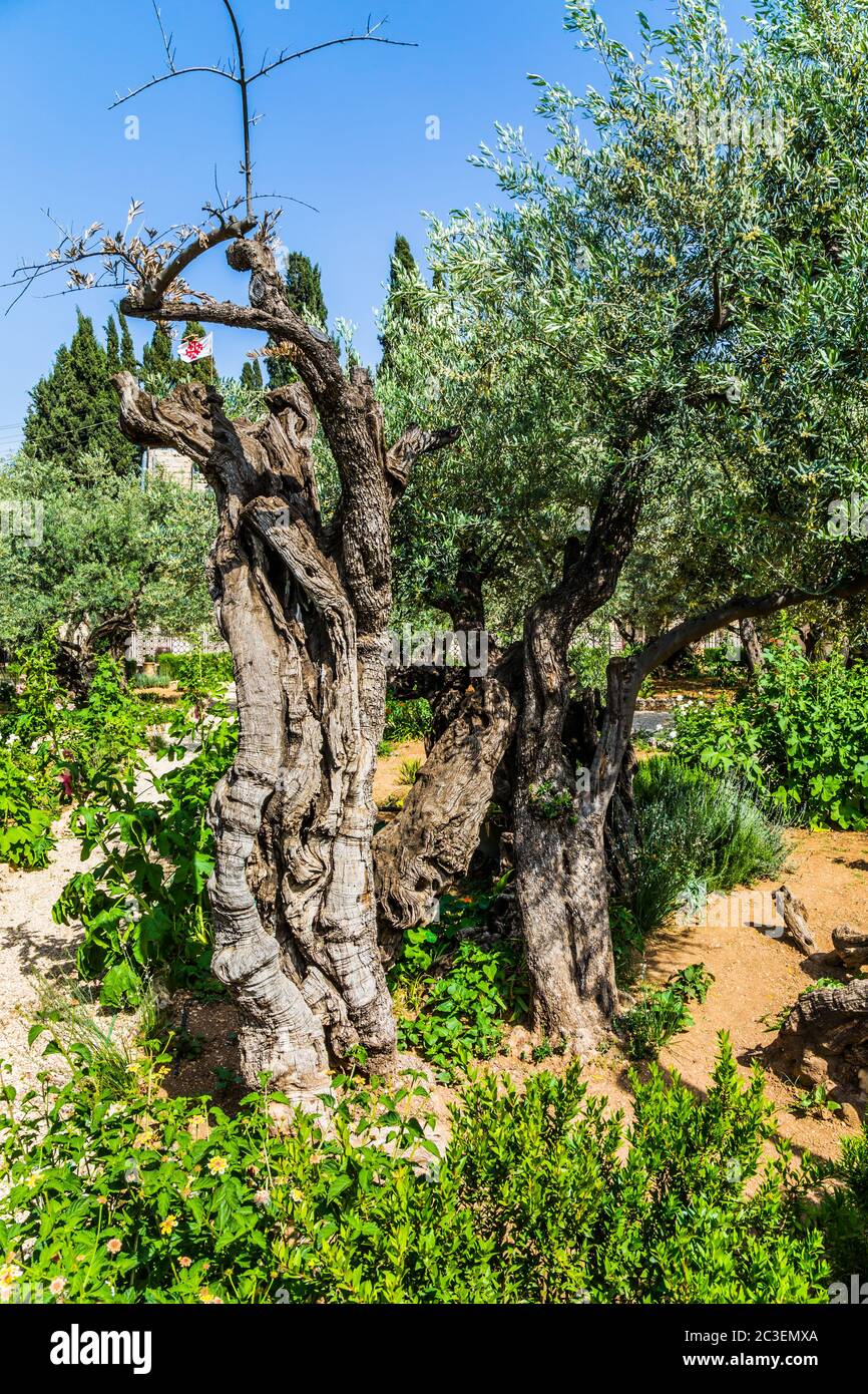 Olive tree ancient jerusalem hi-res stock photography and images - Alamy