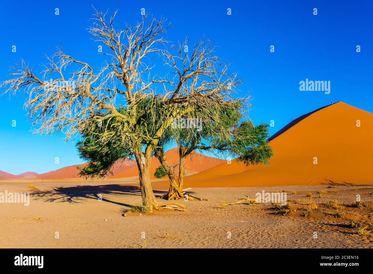 Little tree in the Namib Desert Stock Photo - Alamy