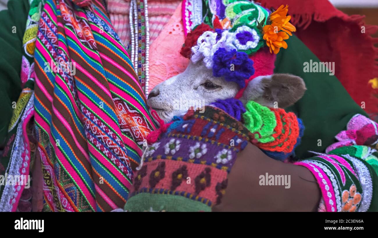 Baby llama hi-res stock photography and images - Alamy