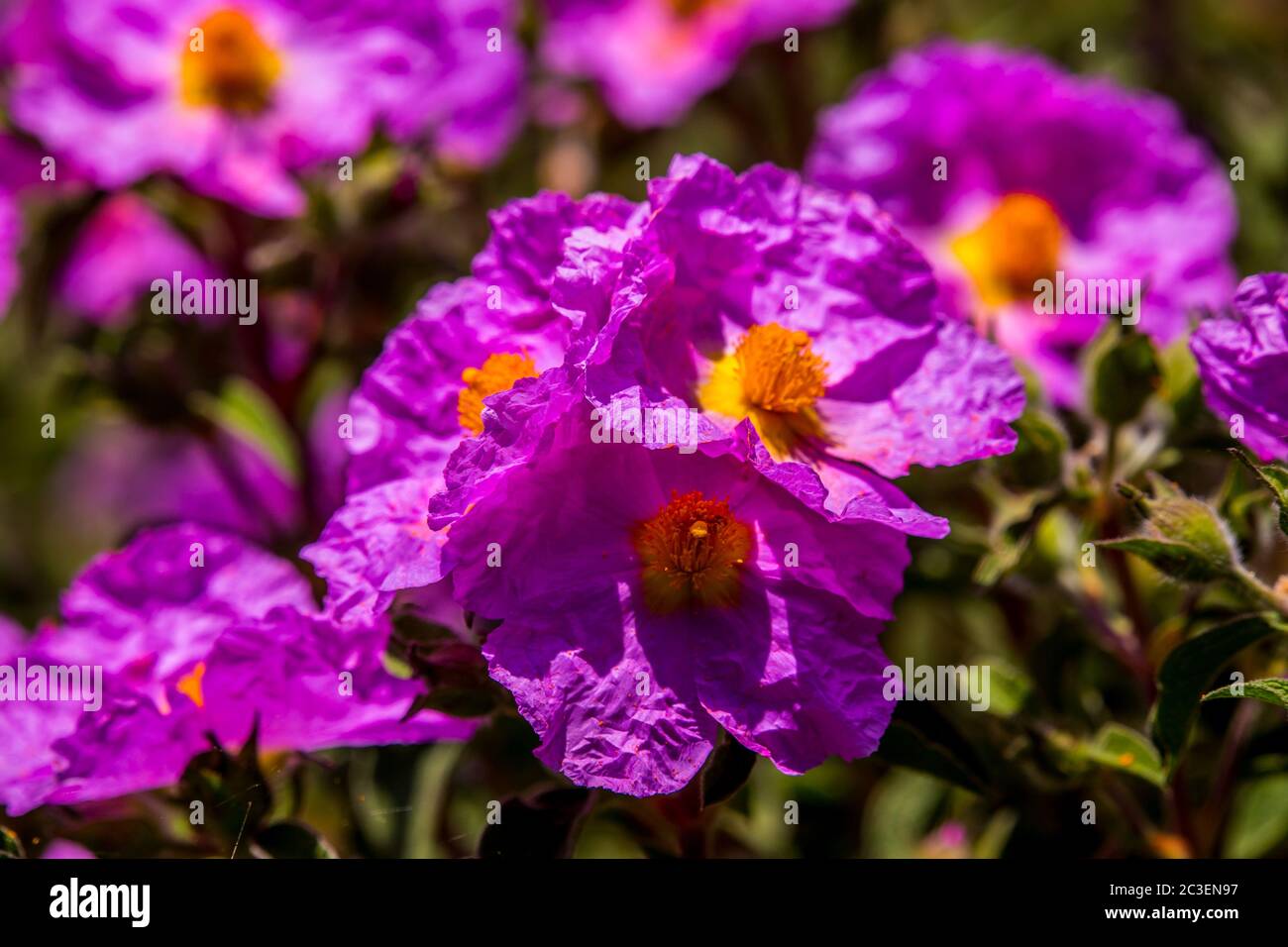 details of colorful flowers Stock Photo - Alamy