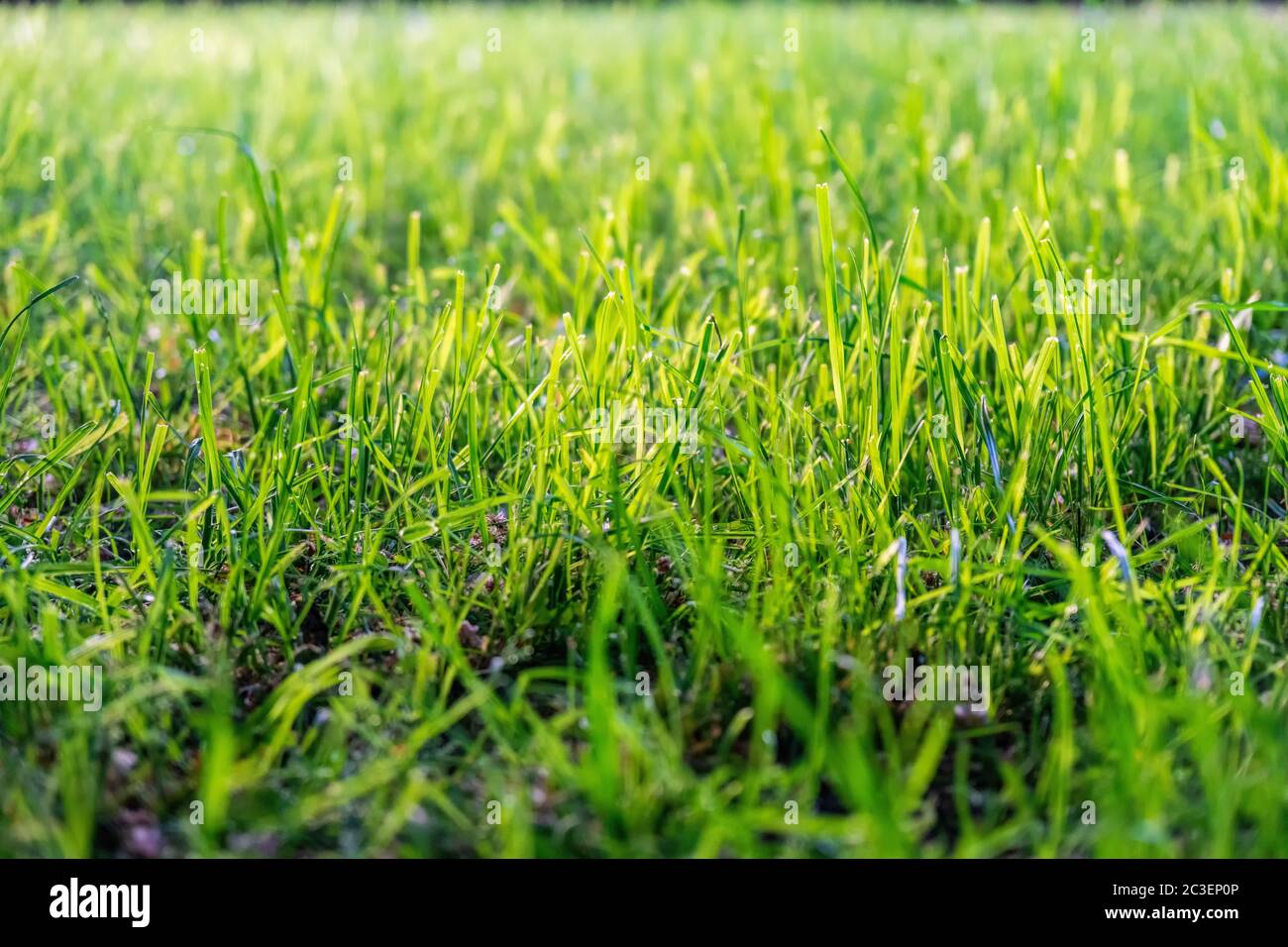 Close up of freshly cutting grass on the green lawn or field with sun ...