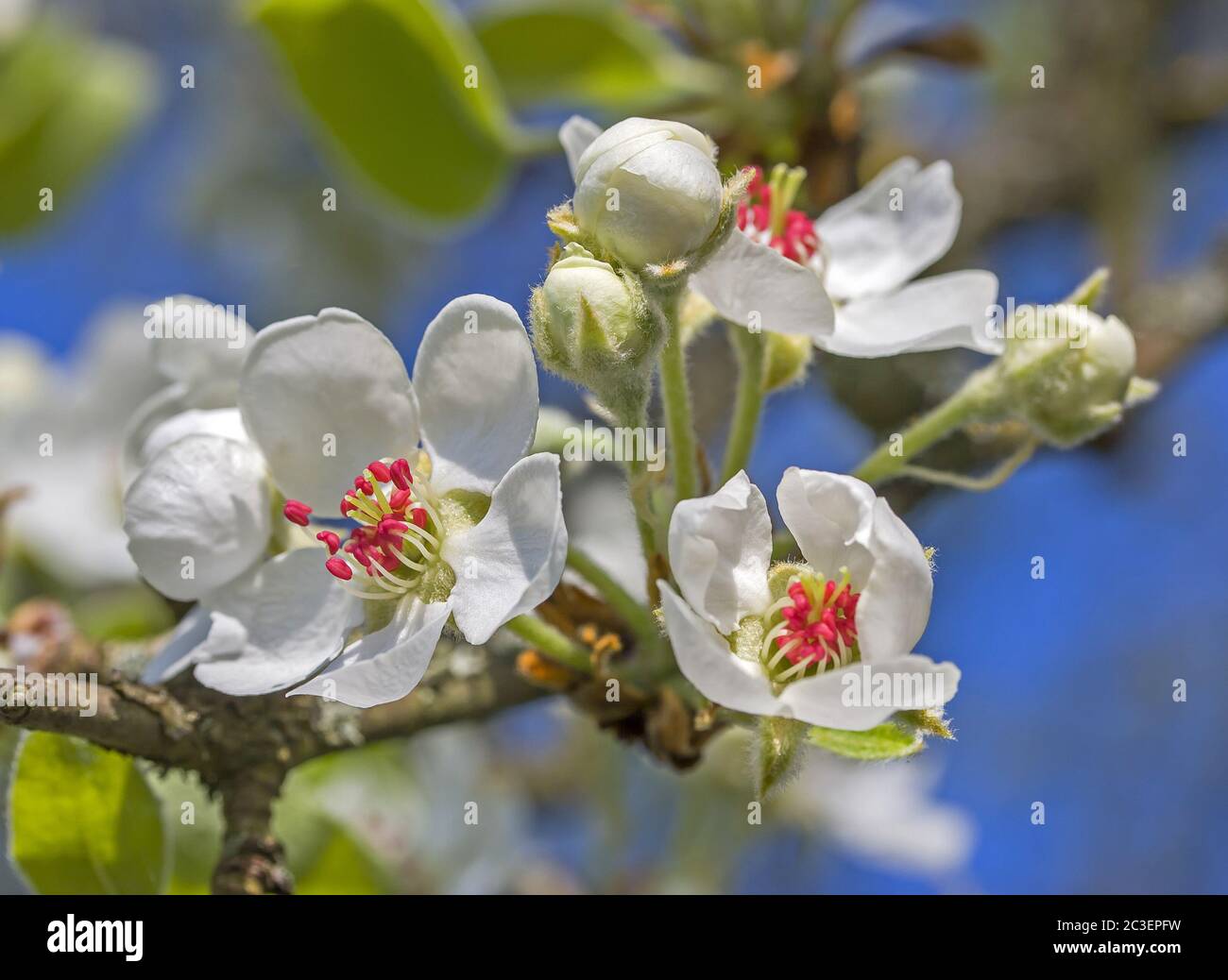 Pear blossom 'Pyrus communis' Stock Photo - Alamy