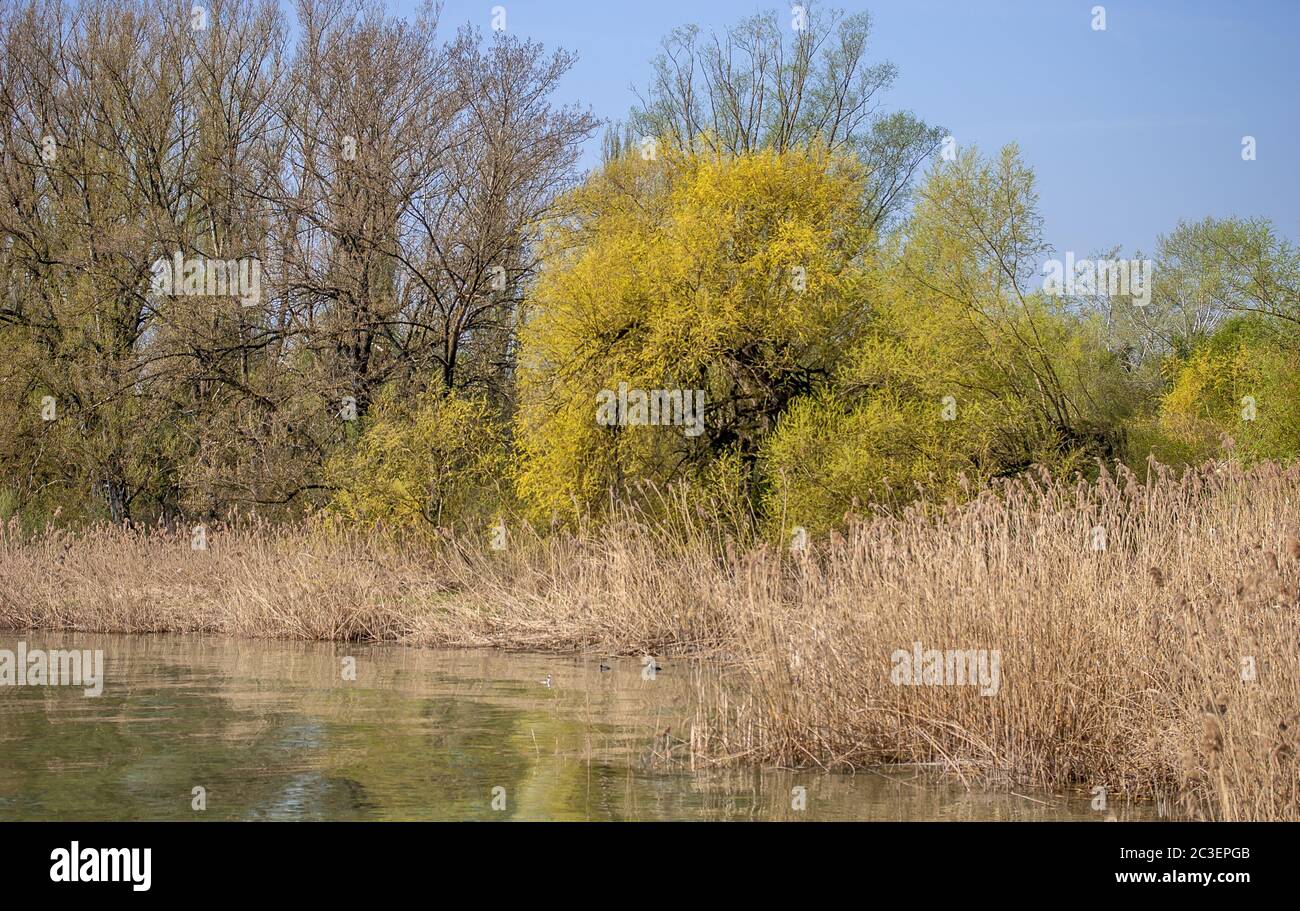 Reed Bank High Resolution Stock Photography and Images - Alamy