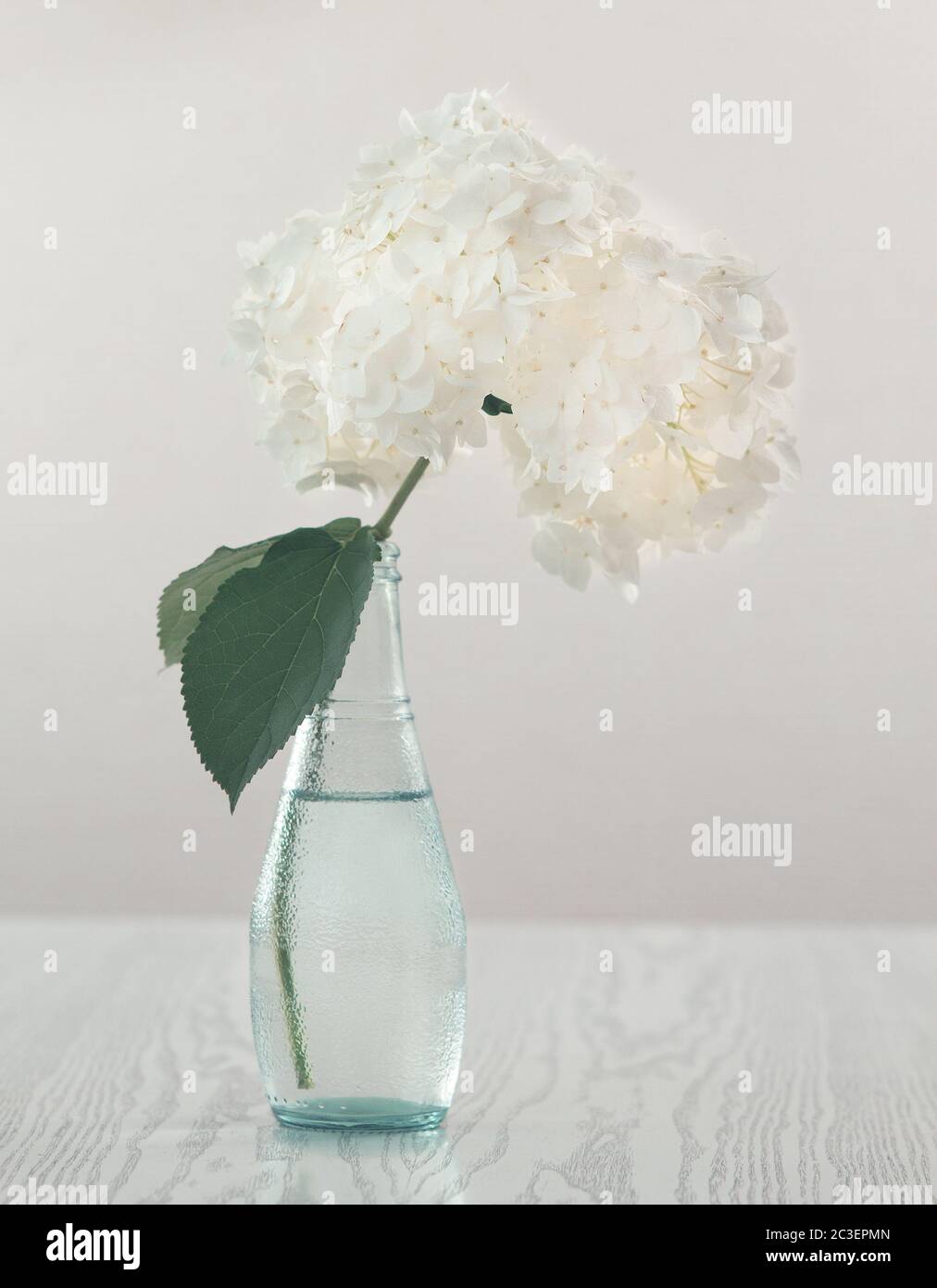 Flowerpot hydrangea hi-res stock photography and images - Alamy