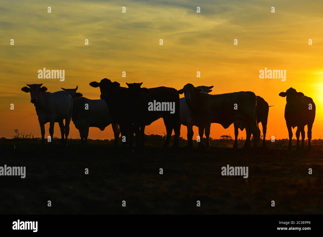 Cattle Herd Silhouette