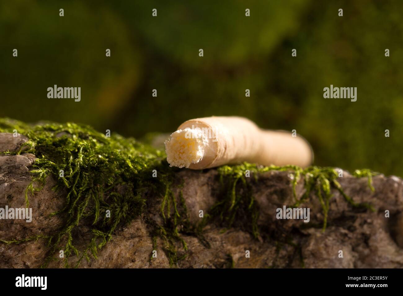 Miswak or Siwak Stock Photo - Alamy