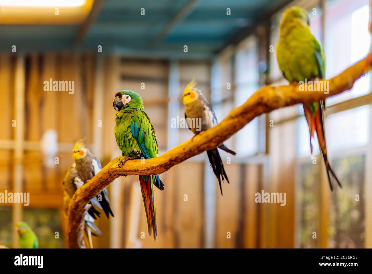 Green and red Psittacidae of macaws parrot family, sitting on a perch ...