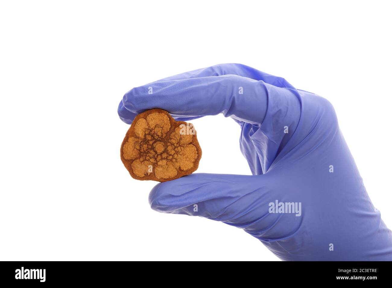 Banisteriopsis caapi hi-res stock photography and images - Alamy