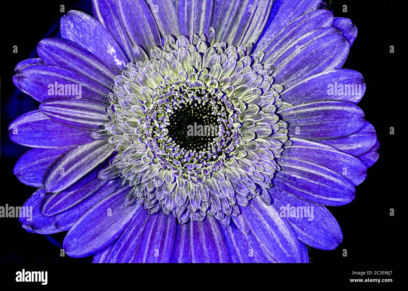 Ultraviolet flower hi-res stock photography and images - Alamy