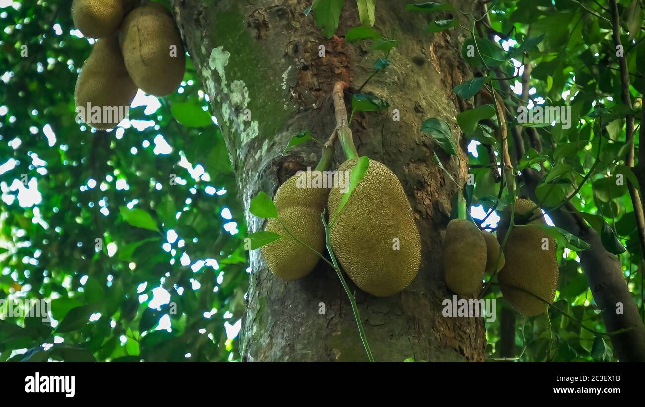 Jack Fruit Growing On Tree High Resolution Stock Photography and Images ...