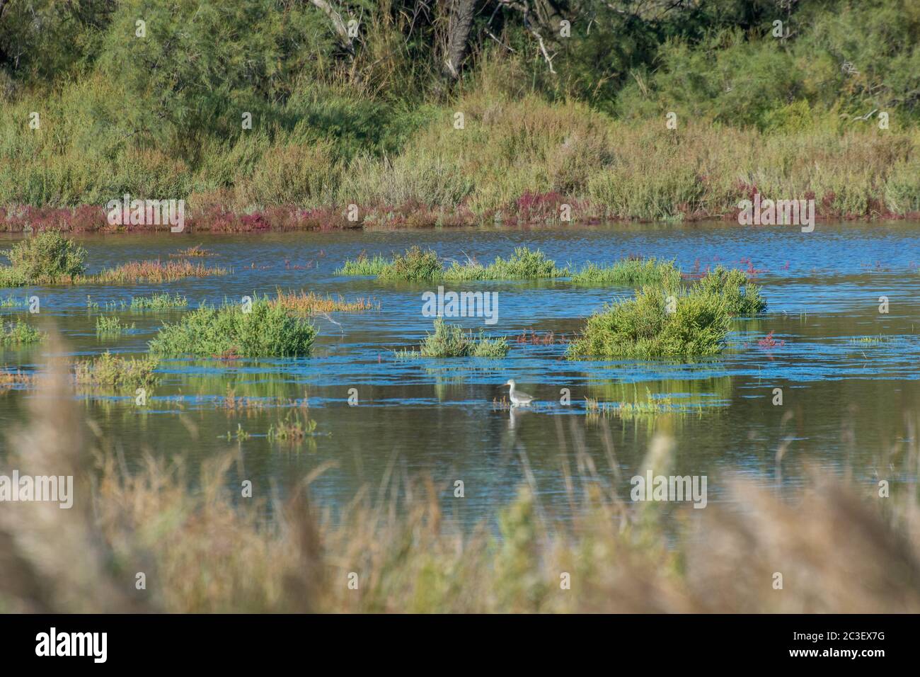 Camargues hi-res stock photography and images - Alamy