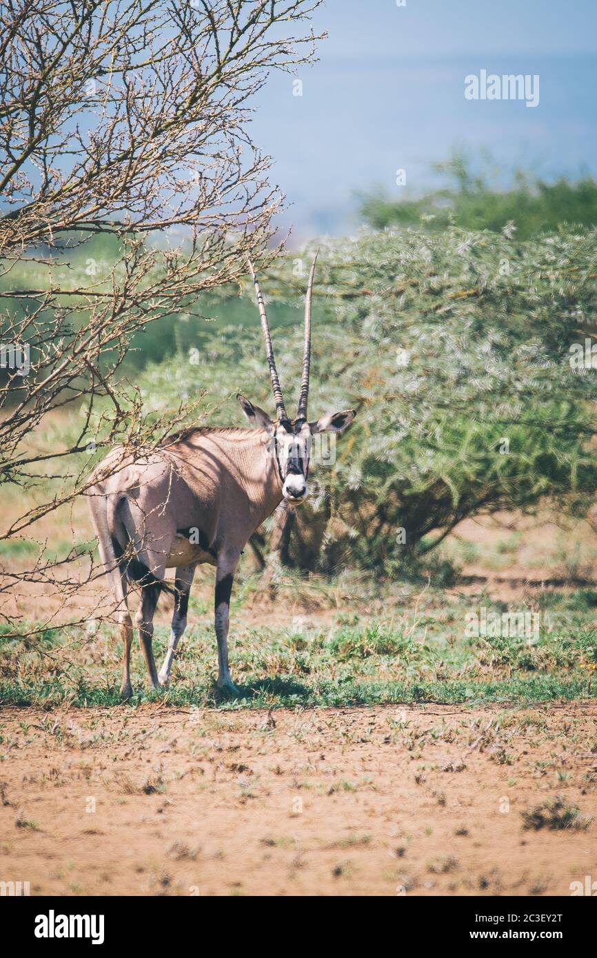 East African oryx, Awash Ethiopia wildlife Stock Photo - Alamy