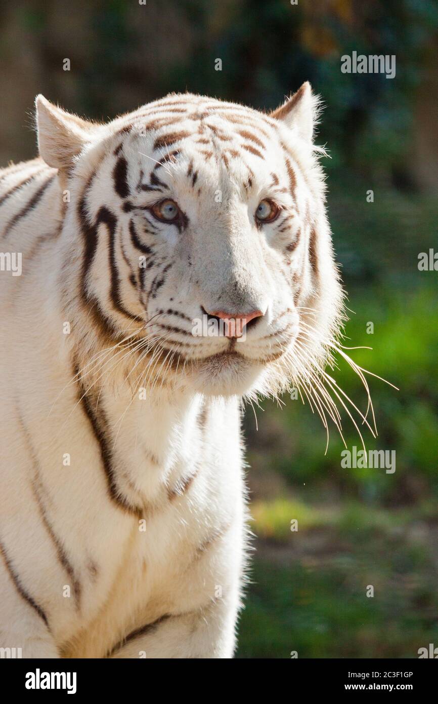 White Bengal tiger (Panthera tigris tigris Stock Photo - Alamy