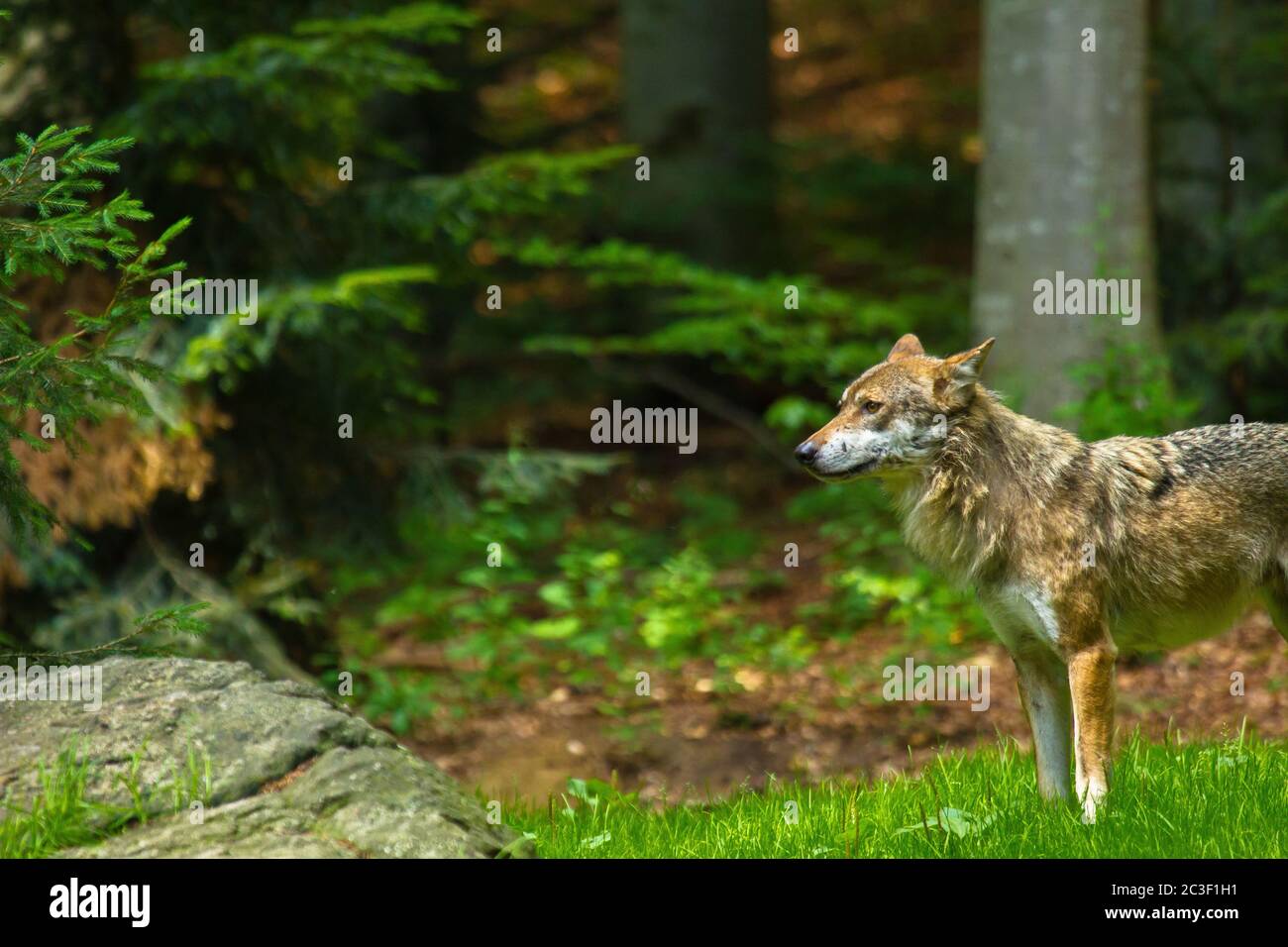 Gray wolf or grey wolf (Canis lupus) in Germany Stock Photo - Alamy