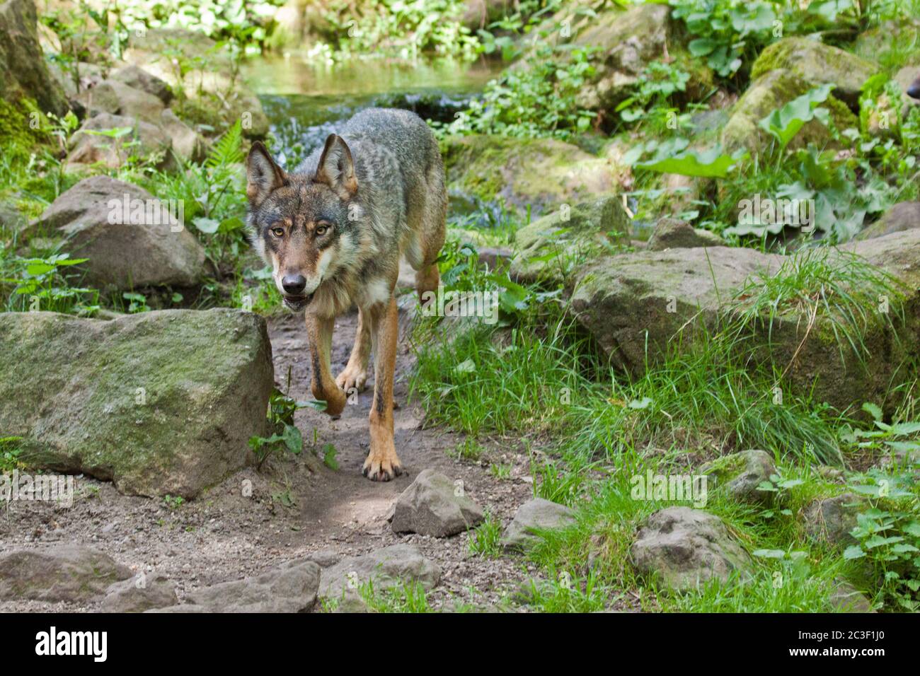 Gray wolf or grey wolf (Canis lupus) in Germany Stock Photo - Alamy