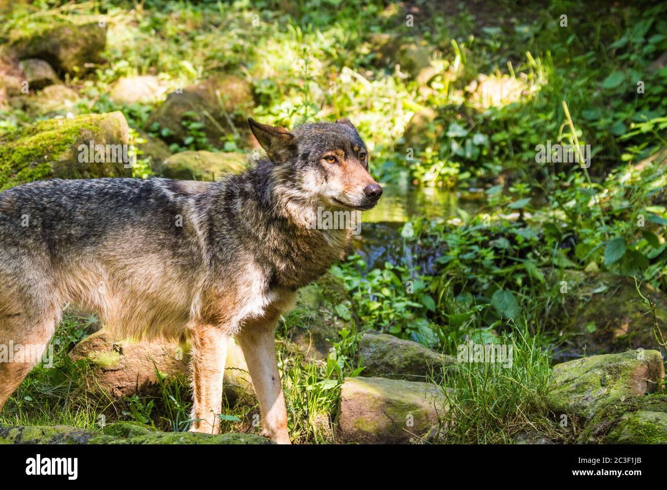 Gray wolf or grey wolf (Canis lupus) in Germany Stock Photo - Alamy
