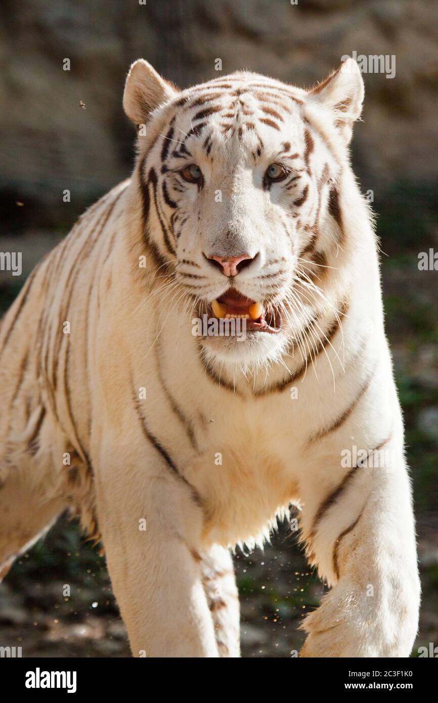 White Bengal tiger (Panthera tigris tigris Stock Photo - Alamy