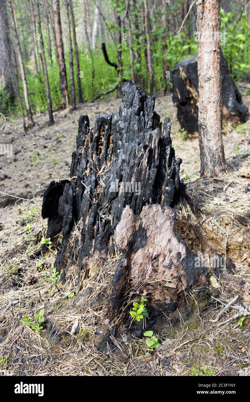 forest after a fire. Burnt tree stump Stock Photo - Alamy