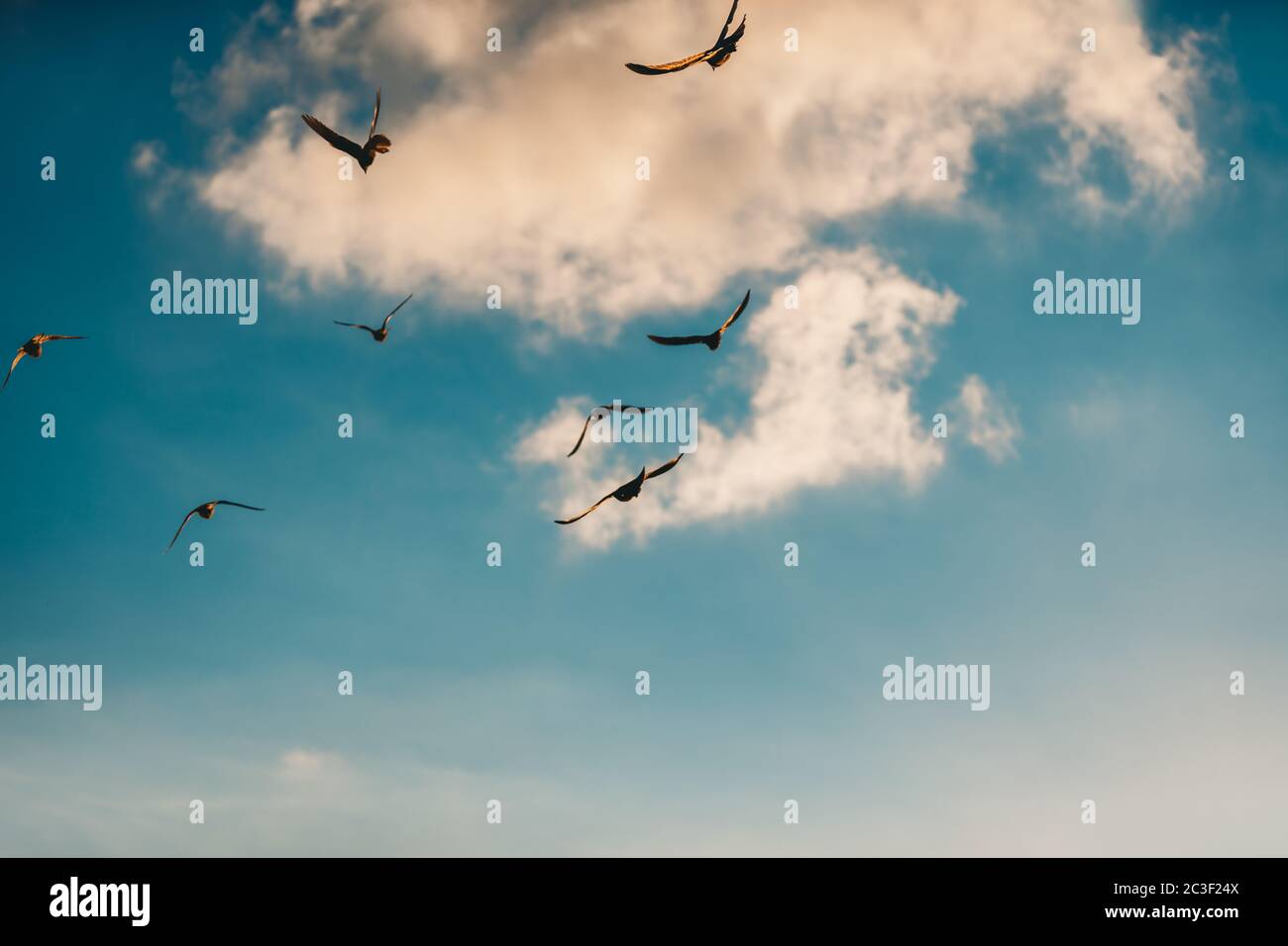 Flock of Birds Flying Over Beautiful Cloudy Sky Background. Seasonal ...