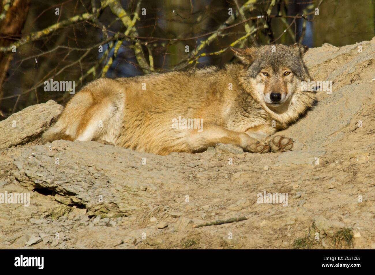 Eastern Wolf or american grey wolf (Canis lupus lycaon Stock Photo - Alamy