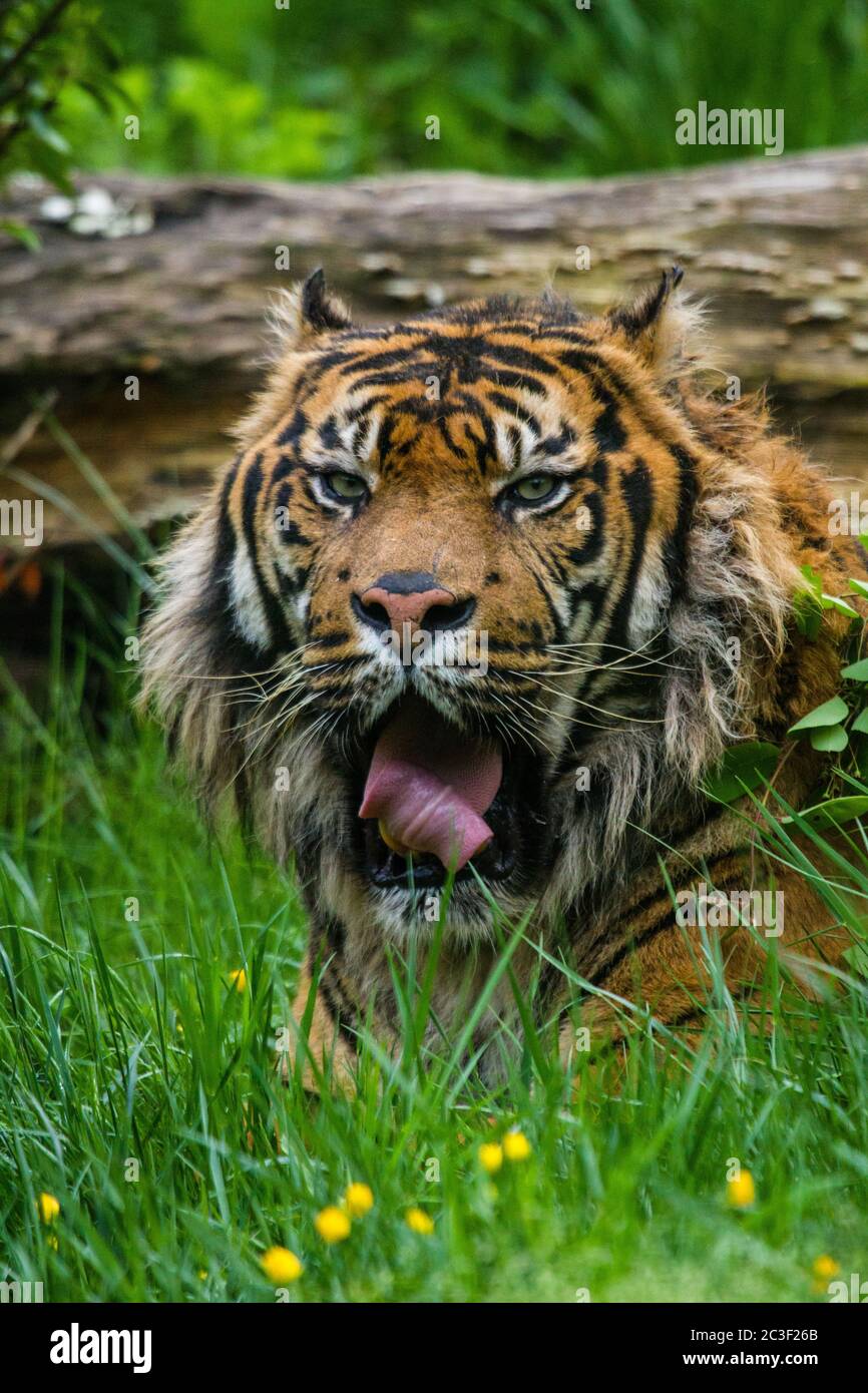 Sumatra tiger hi-res stock photography and images - Alamy