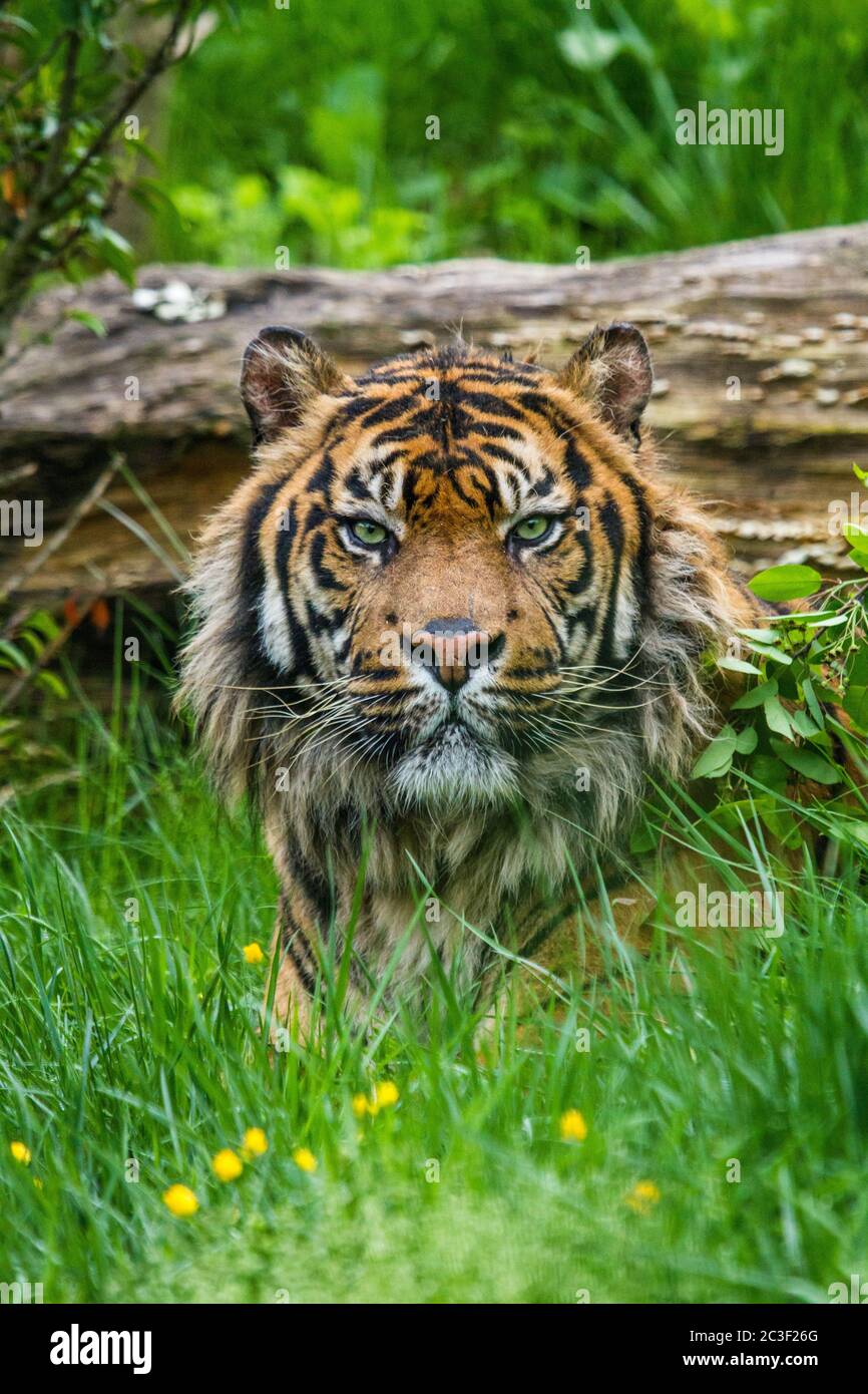 Sumatra tiger hi-res stock photography and images - Alamy