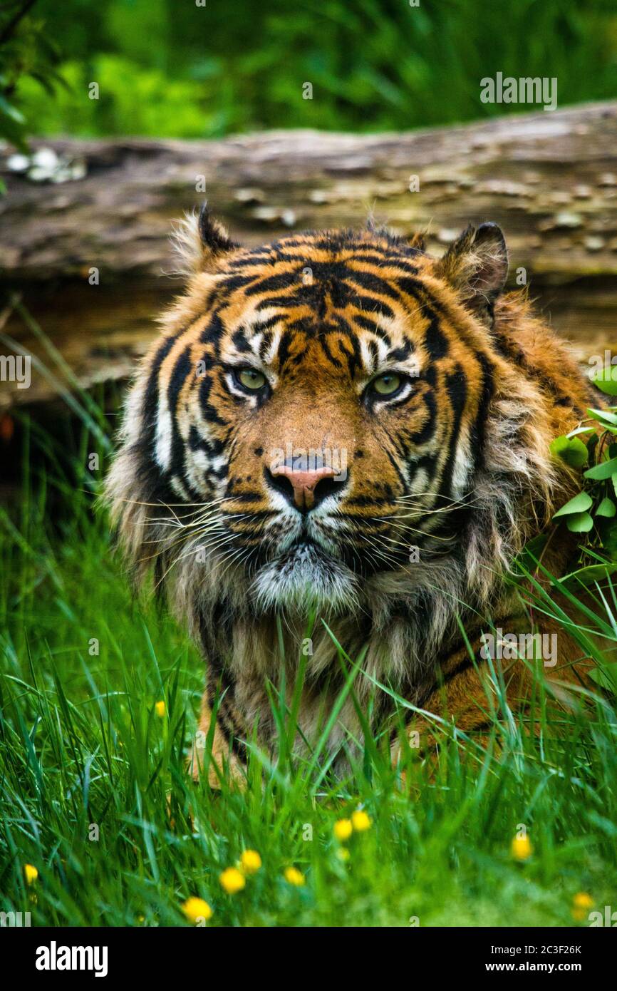 Sumatra tiger hi-res stock photography and images - Alamy