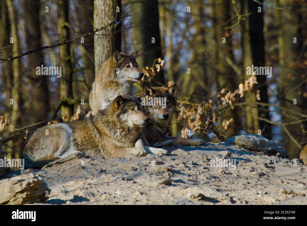 Eastern canadian red wolf hi-res stock photography and images - Alamy