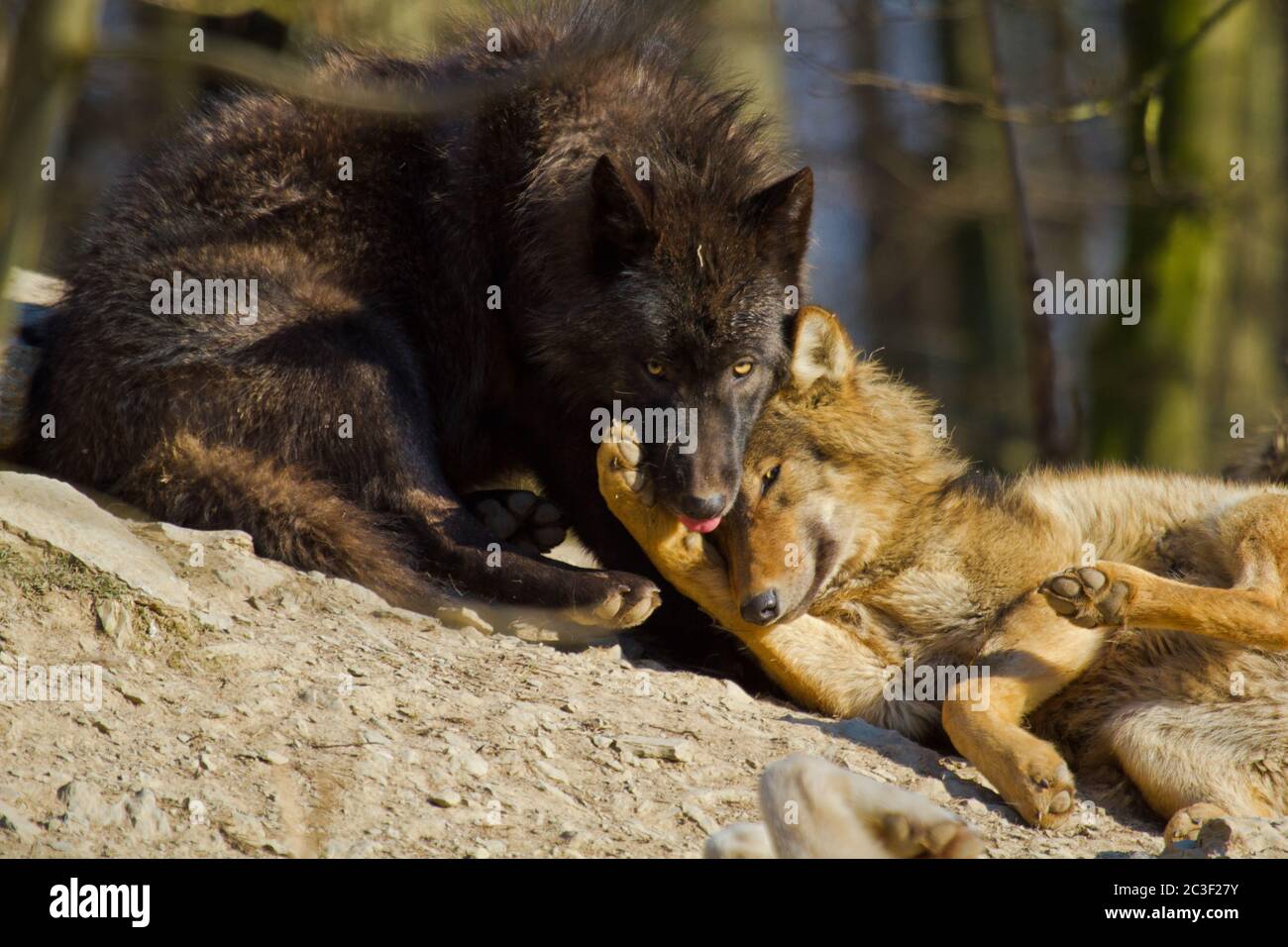 Eastern Canadian Wolf Canis Lycaon High Resolution Stock Photography ...