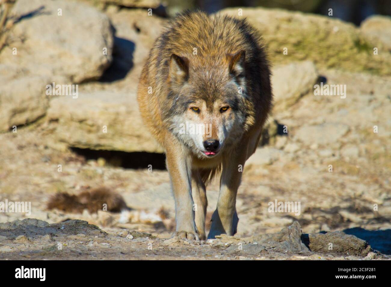 Eastern Wolf or american grey wolf (Canis lupus lycaon Stock Photo - Alamy