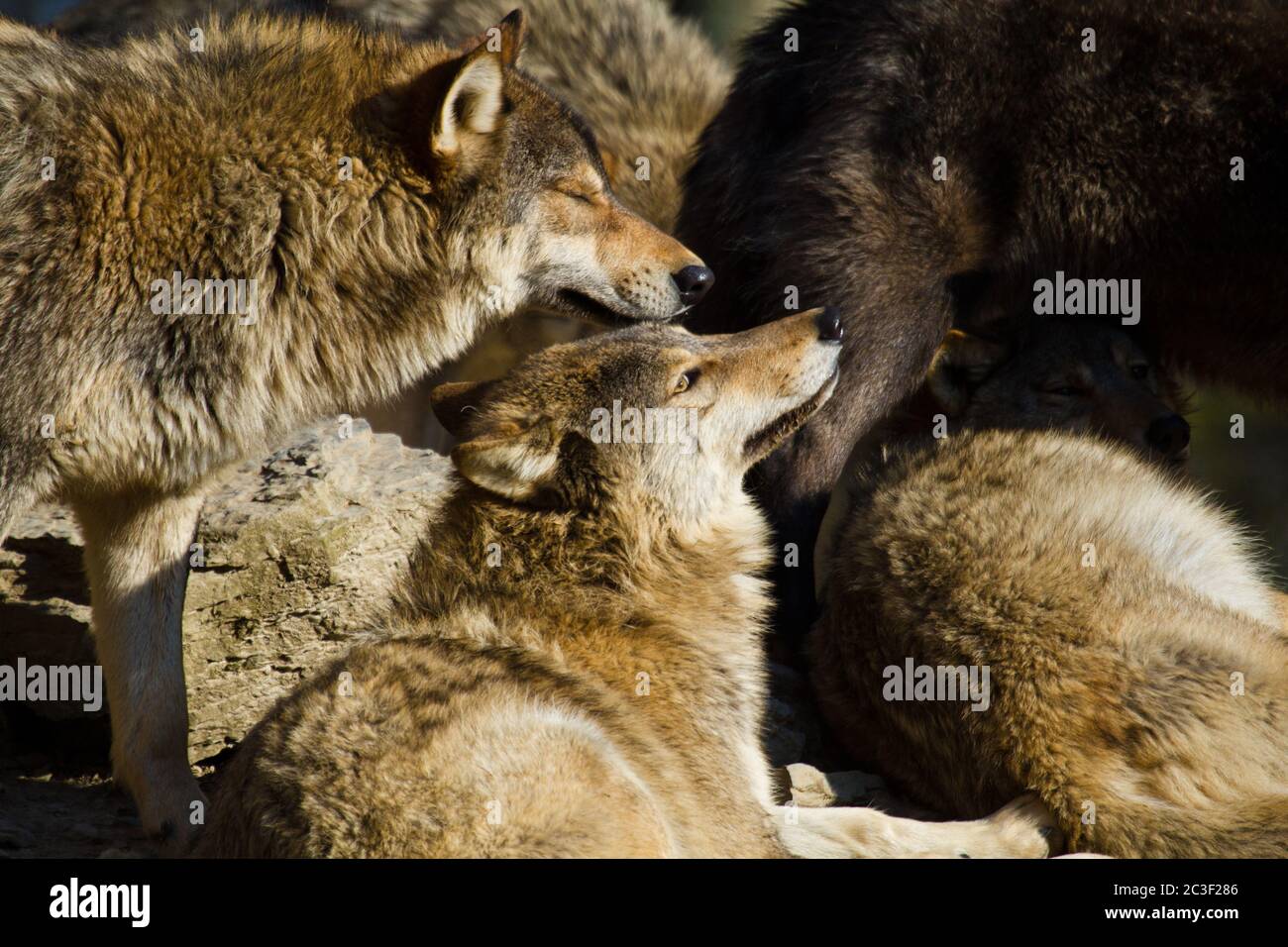 Eastern Wolf or american grey wolf (Canis lupus lycaon Stock Photo - Alamy