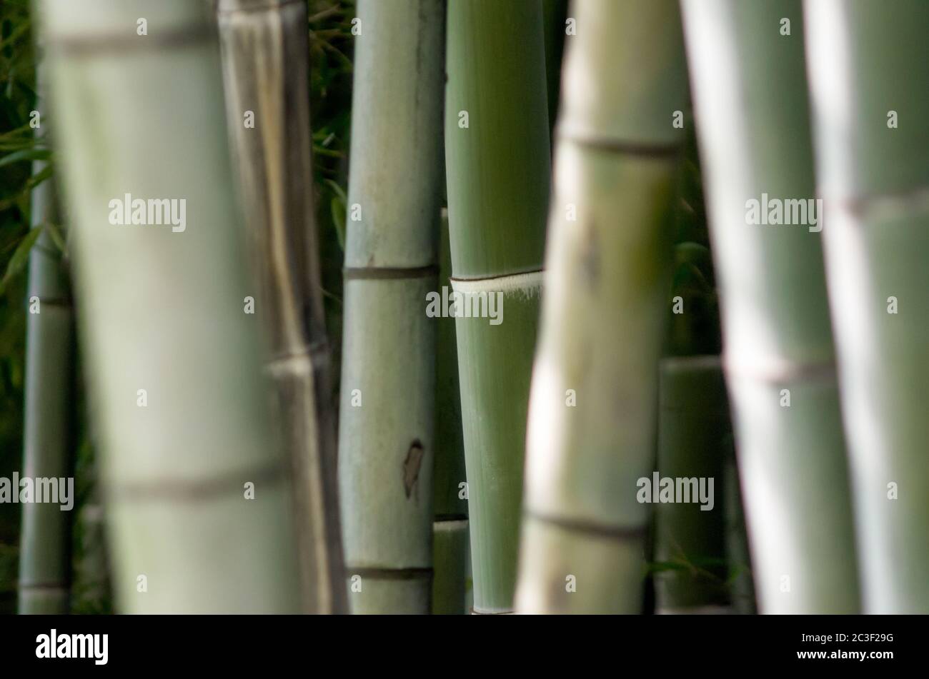 green bamboo garden pattern close up Stock Photo - Alamy
