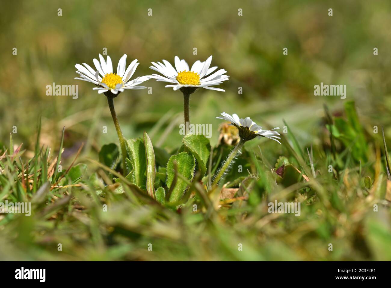 Mona gowan hi-res stock photography and images - Alamy