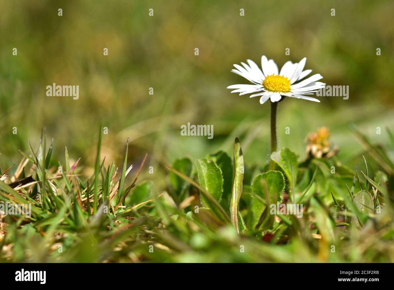 Common daisy detail hi-res stock photography and images - Alamy