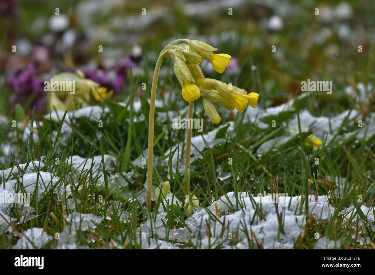 Forest cowslip hi-res stock photography and images - Alamy