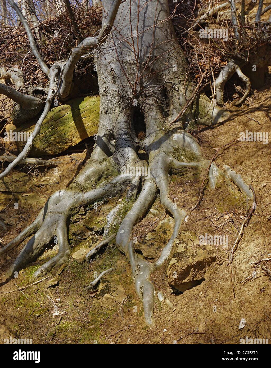 common beech, roots Stock Photo - Alamy