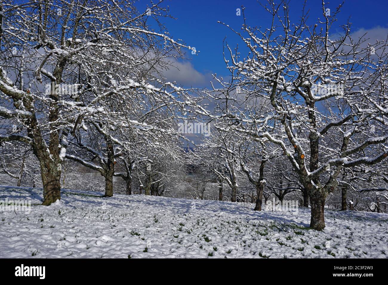 Streubostwiese hi-res stock photography and images - Alamy