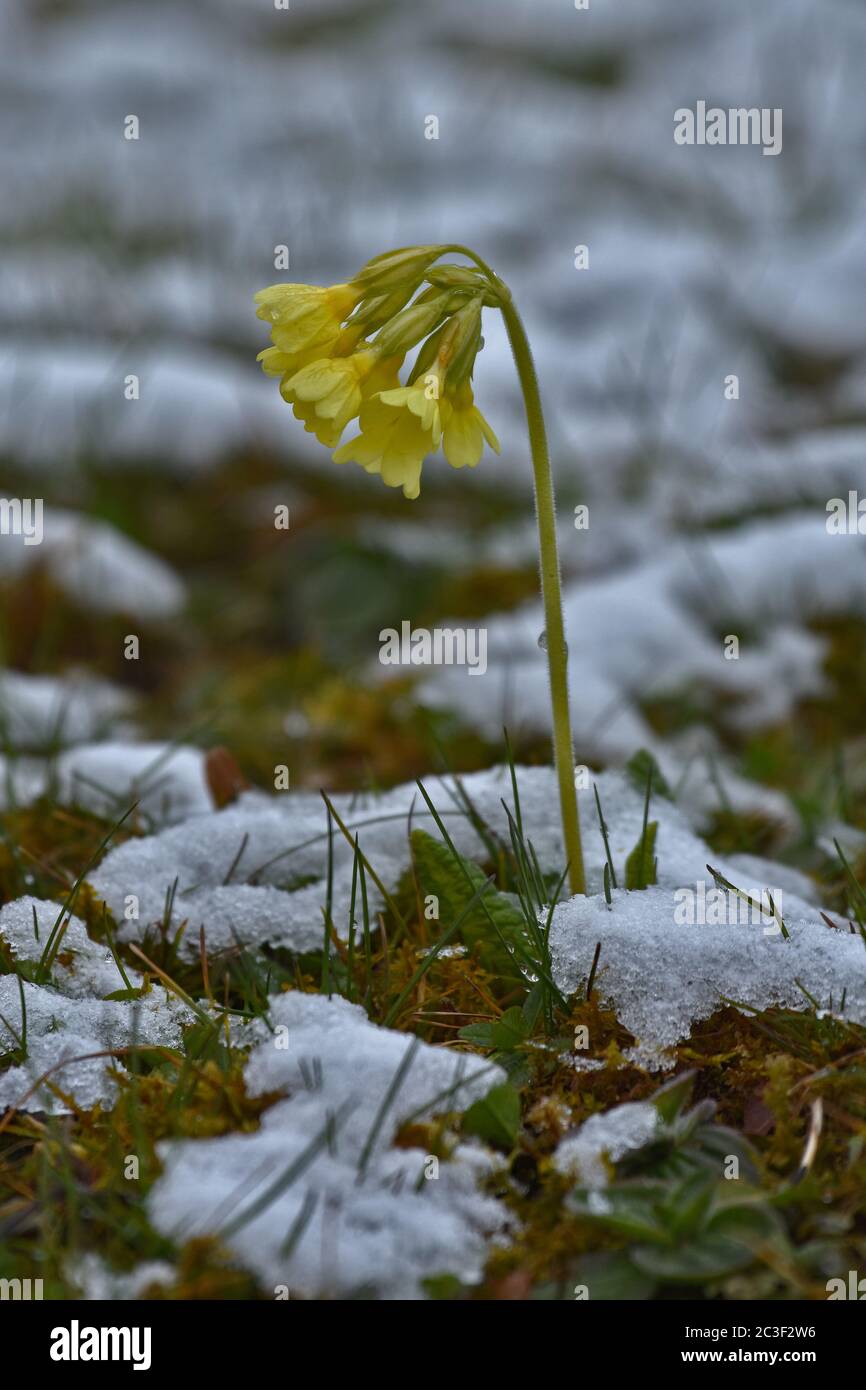 Forest cowslip hi-res stock photography and images - Alamy